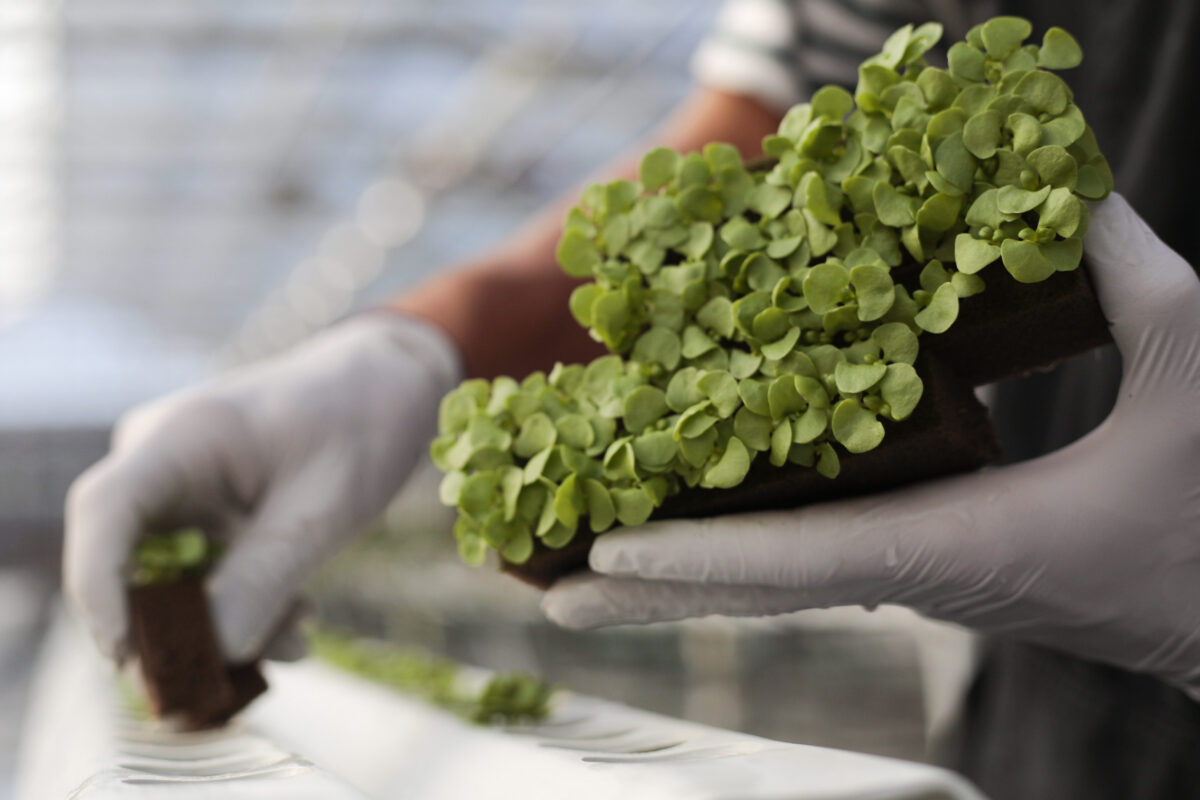 Snuck Farm continues expanding and growing through multiple farm ...